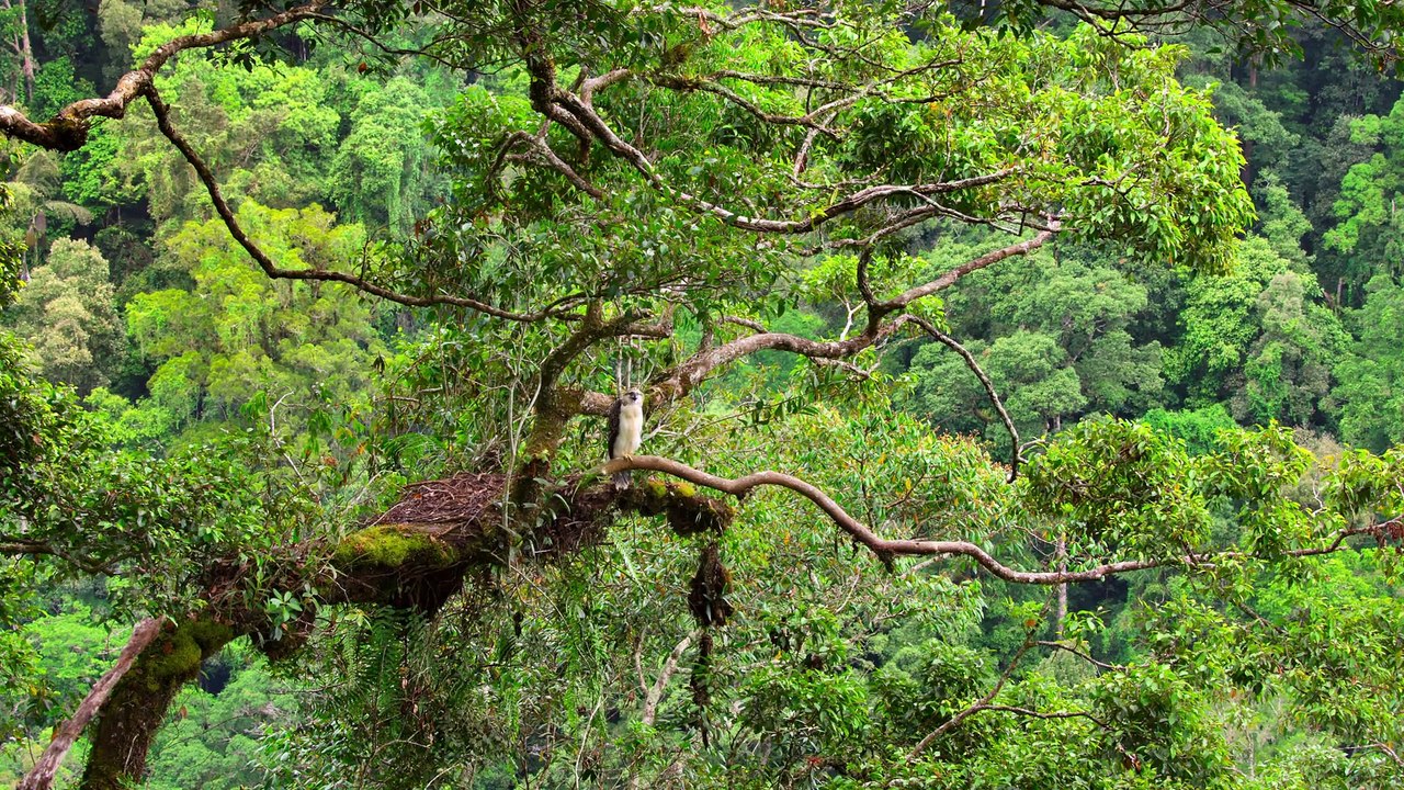 Our Planet S01E03 Jungles - video Dailymotion