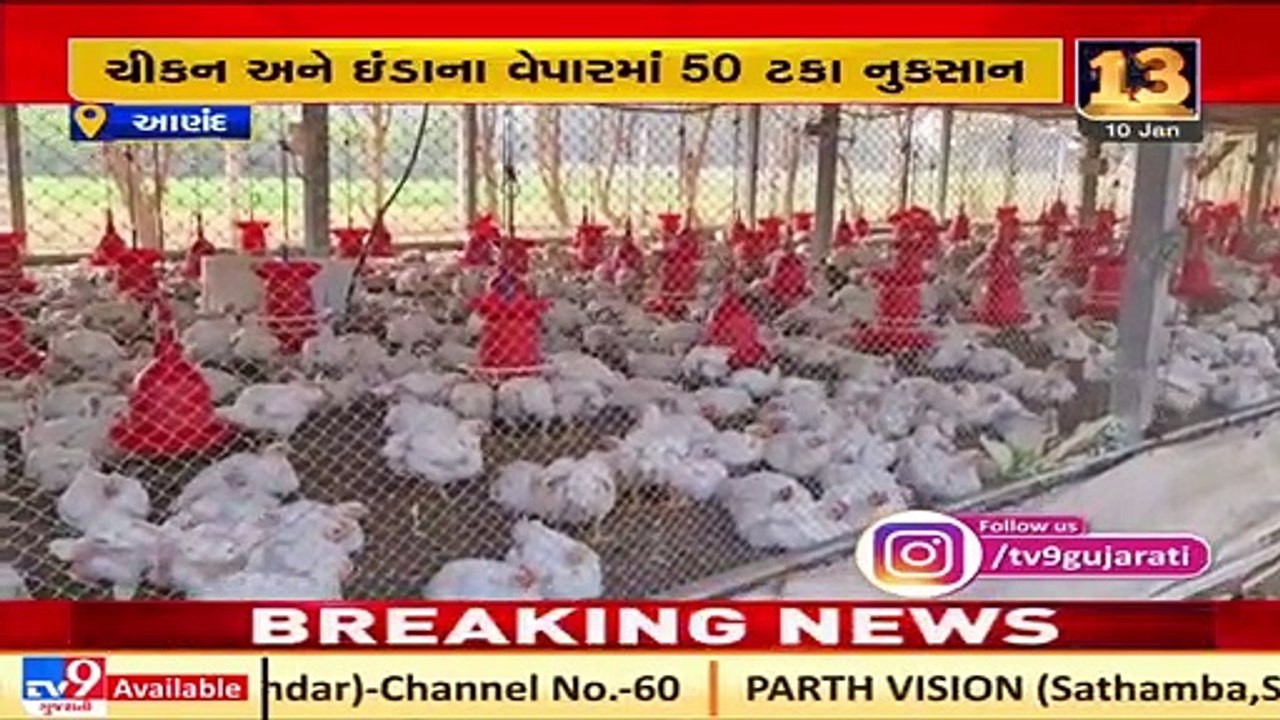 Anand _ Bird flu brings woe to poultry industry - video Dailymotion