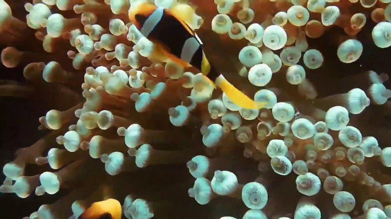 Stunning 4K Underwater footage + Music Nature Relaxation Ocean Fish ...