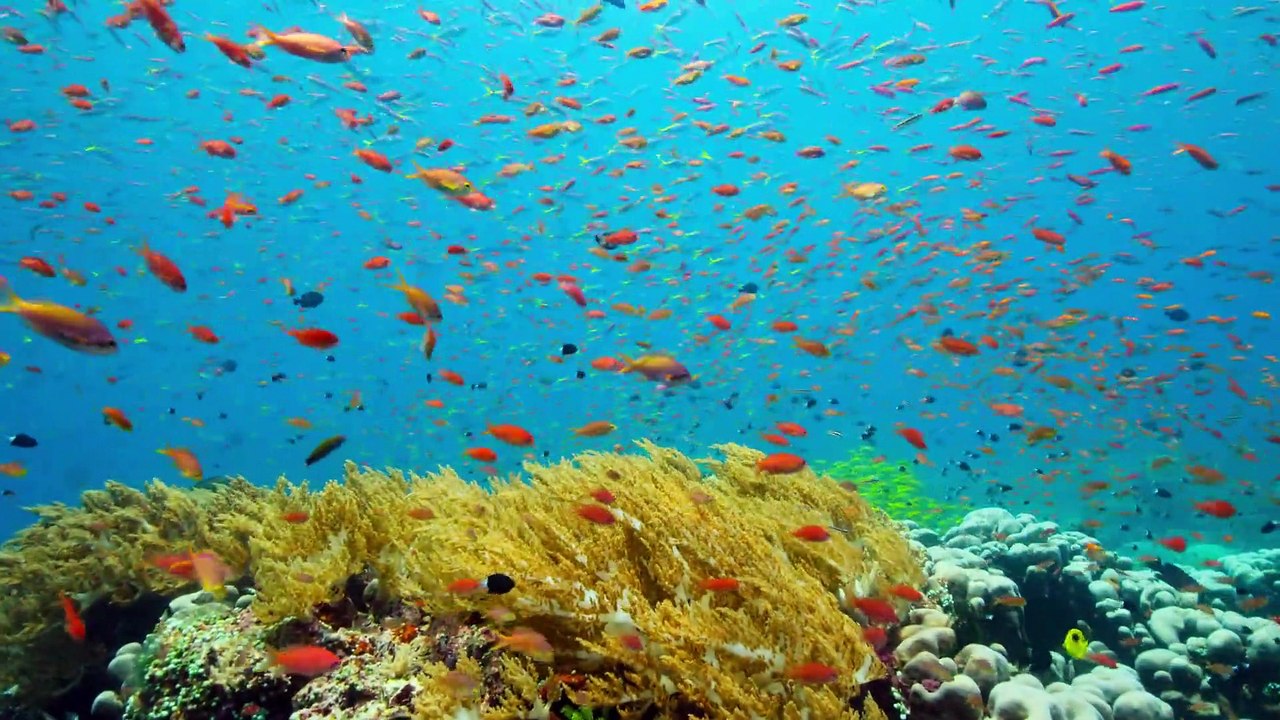 Our Planet S01E04 - Coastal Seas - video Dailymotion