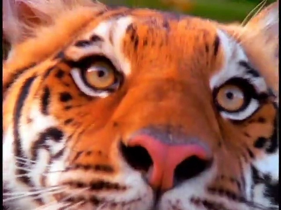 World Animals (Original Version) - video Dailymotion