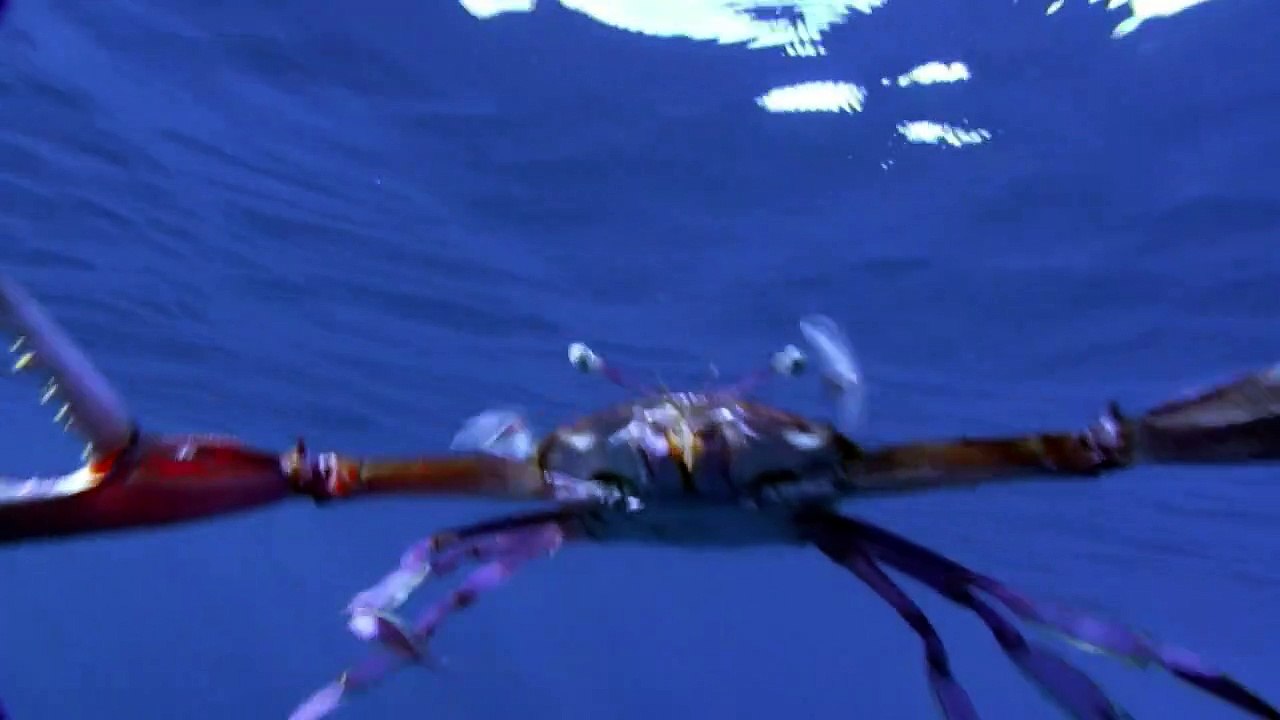 The_Blue_Planet_EP3_-_Open_Ocean_ - video Dailymotion