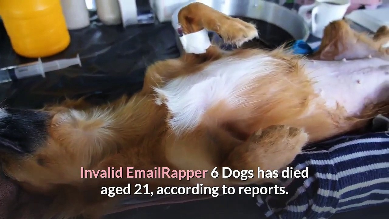 Rapper 6 Dogs dies at 21 as kind tributes flood social media for the ...