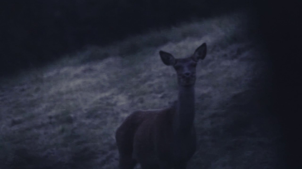 20-41 Biche et faon la nuit - Toile 5'27s - Vidéo Dailymotion