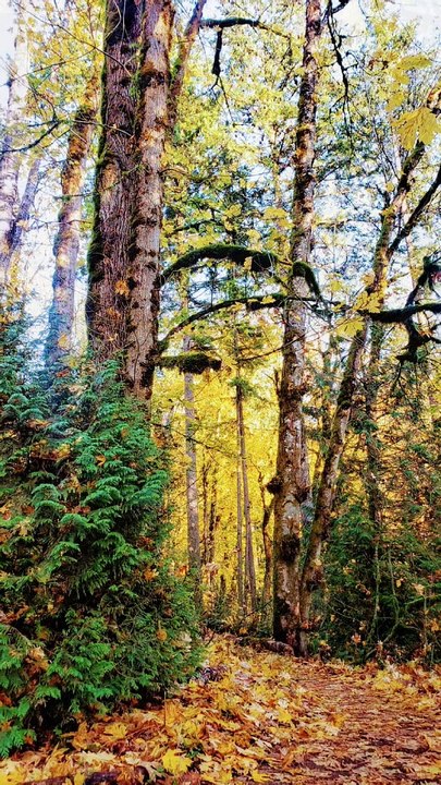 FALL VIDS - video Dailymotion