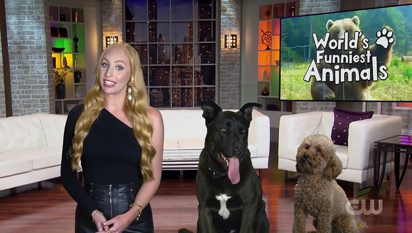 Animal TV Shows videos - Dailymotion