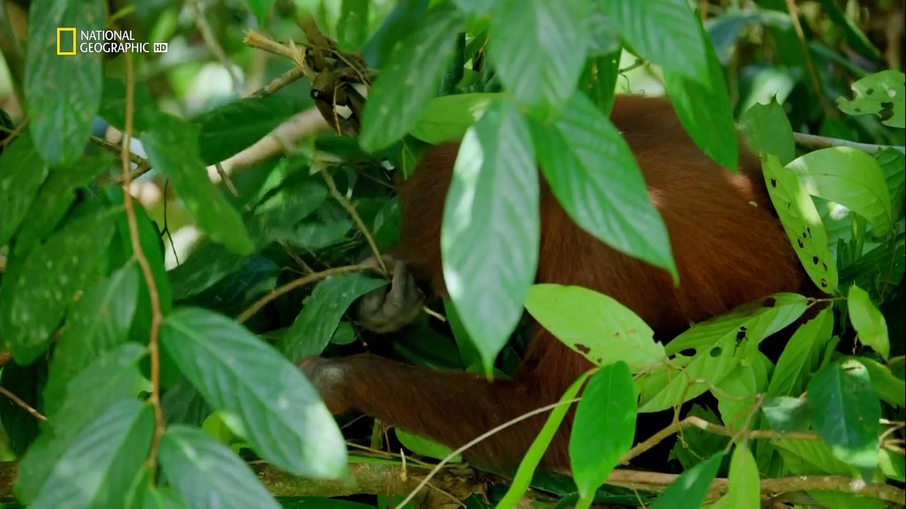 Hostile Planet EP4 - Jungles - video Dailymotion