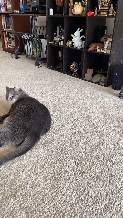 Ornery Cat Flips for Foot - video Dailymotion
