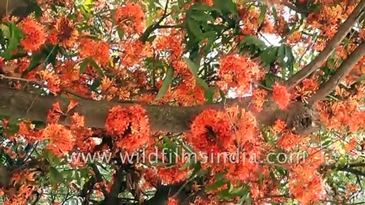 Sita Ashok tree flowers from the trunk itself_ Beautiful Indian ...