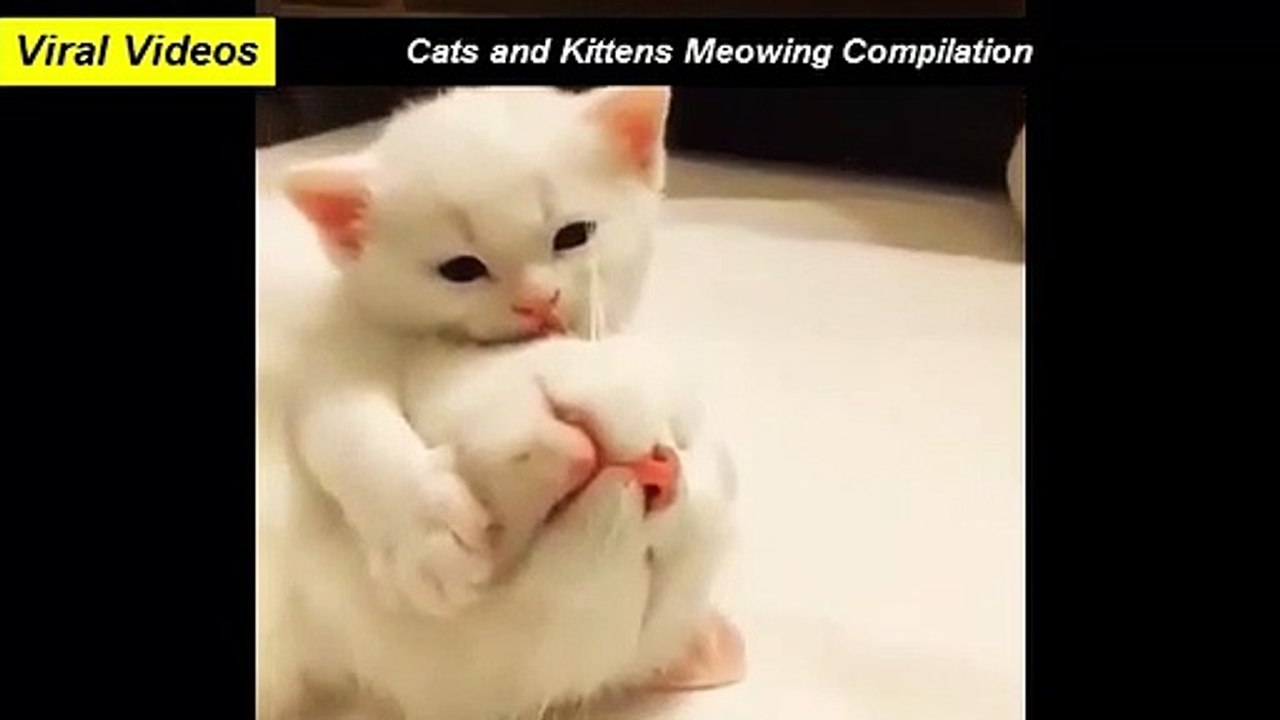Kittens and Cats Meowing Compilation 2021 - video Dailymotion