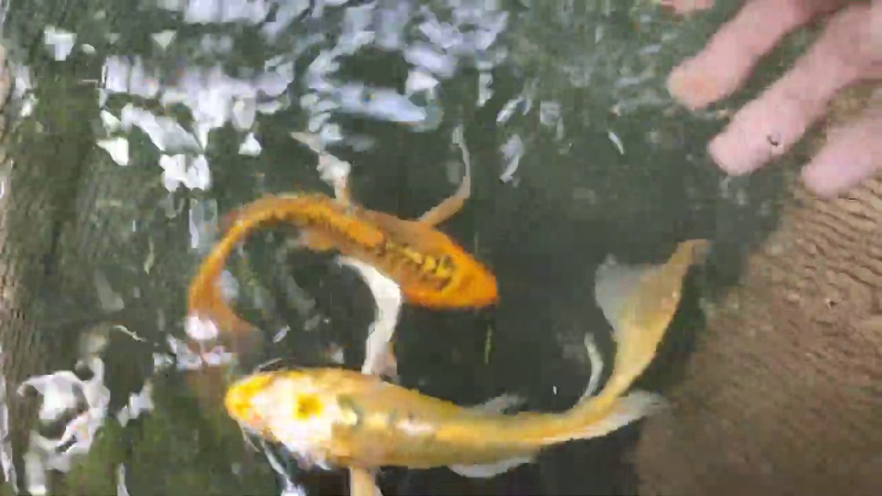 KOI SLAYER FISH, KOI KUMPAY, BUTTERFLY KOI KIN MATSUBA - Beautiful and ...