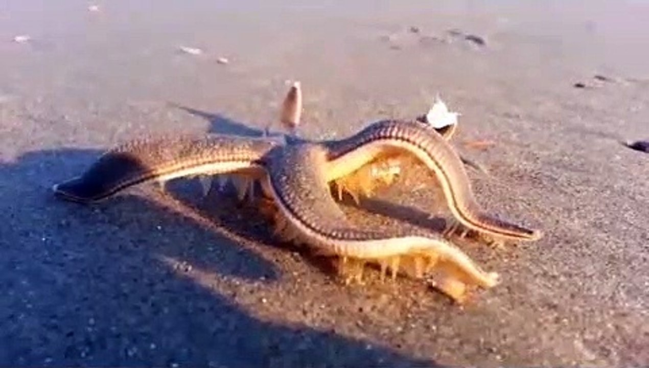 Star fish walking on land vs walking in water - video Dailymotion