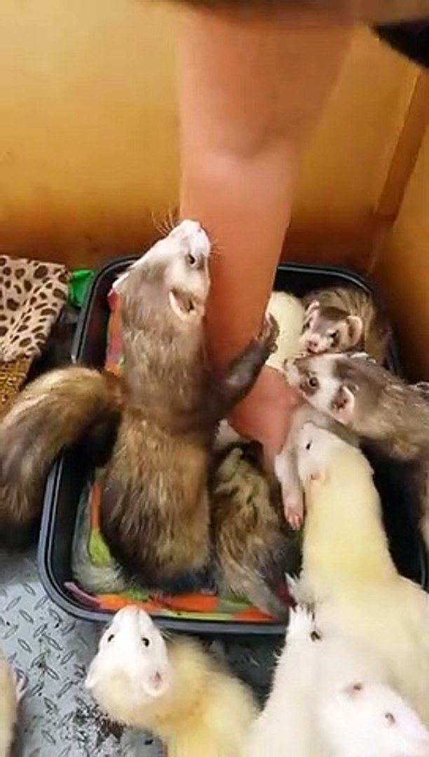 Do Ferrets Play Dead