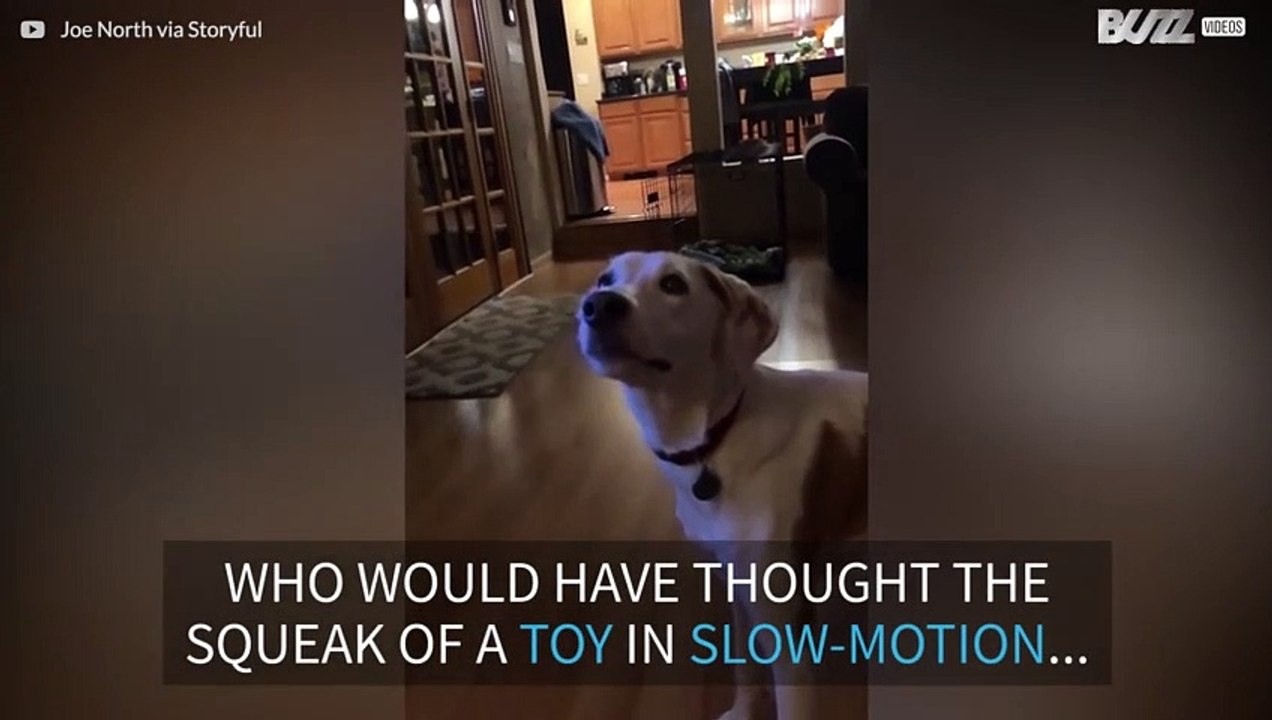Dog's toy sounds like a possessed cow - video Dailymotion