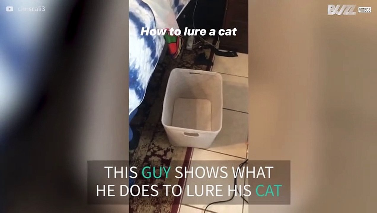 Guy shows how best to lure a cat! - video Dailymotion