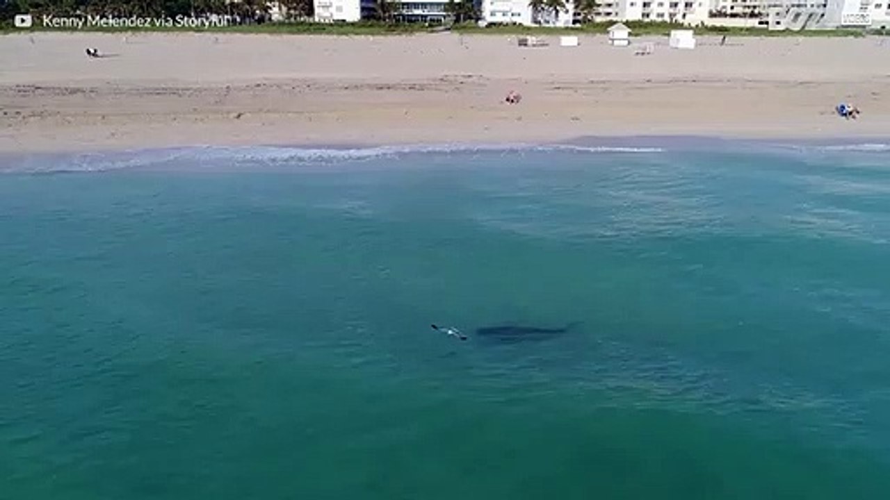 Un requin tigre nage parmi les baigneurs à Miami - Vidéo Dailymotion
