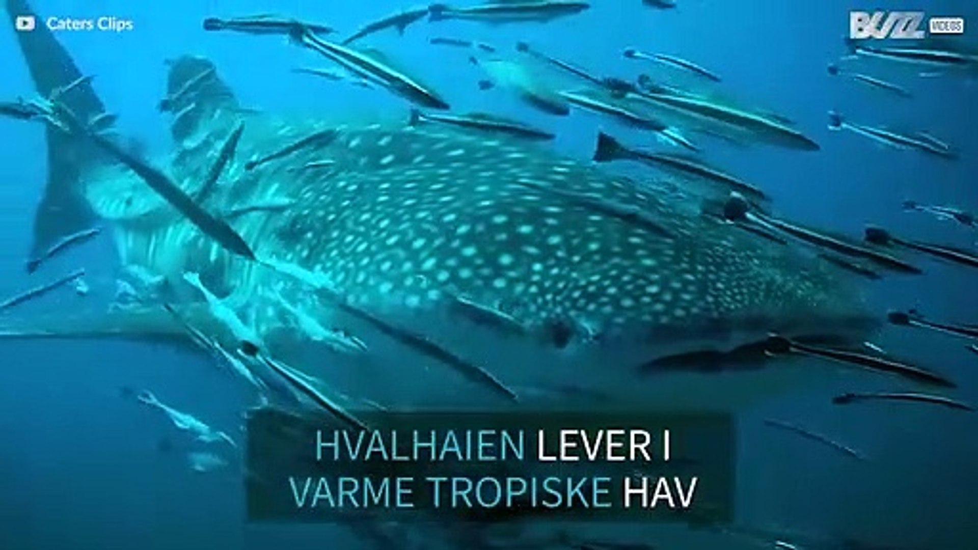 Hvalhai Som Spiser Mennesker Hvalhaj I Thailand