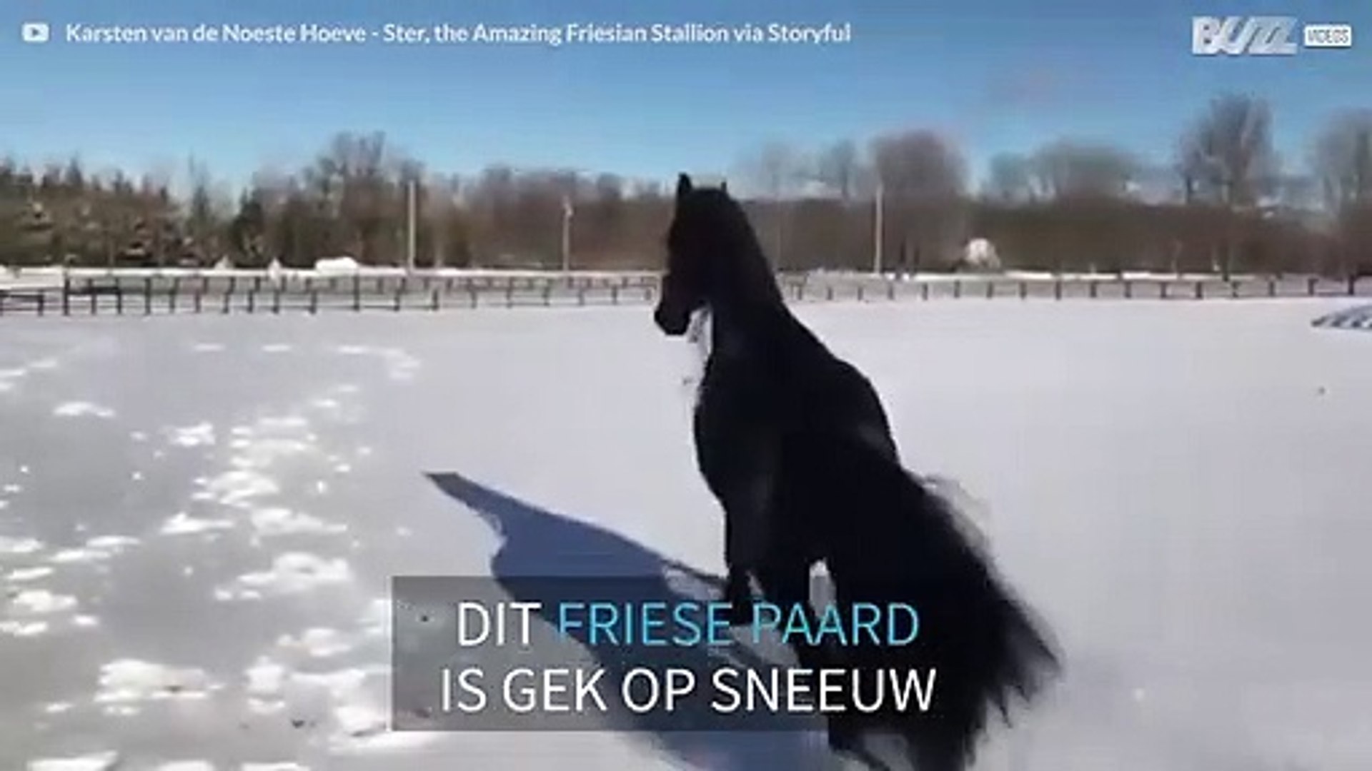 Fries Paard In De Sneeuw