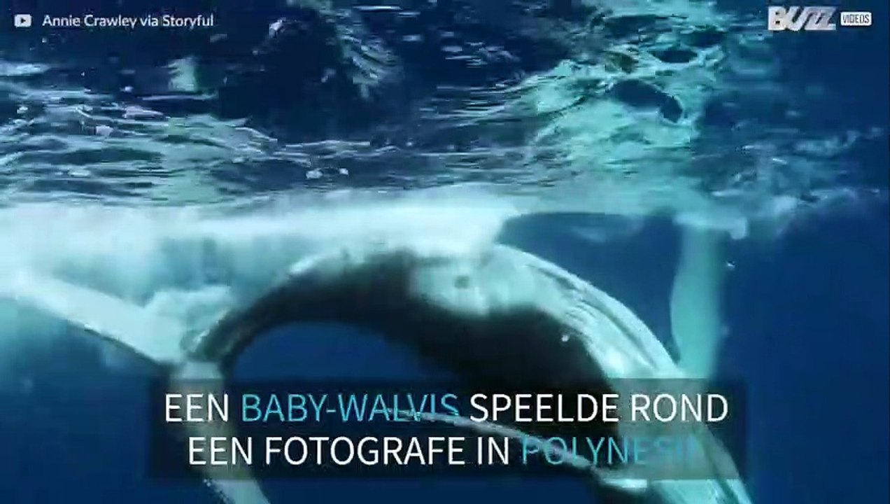 Speelse baby-walvis danst met de camera - Video Dailymotion