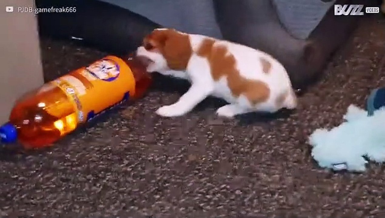 Pup speelt met volle fles frisdrank - Video Dailymotion