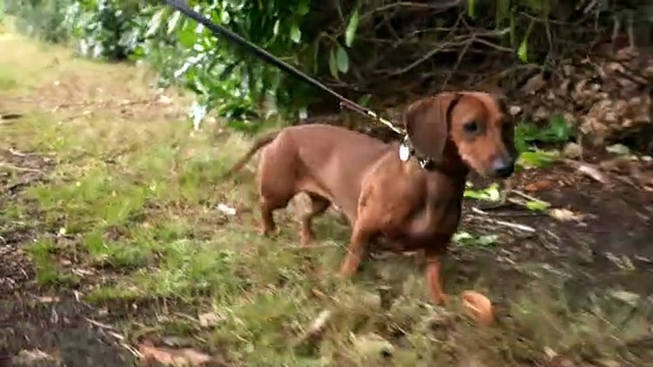 Dogs Behaving (Very) Badly S03E02 (12 Jan 2021) - video Dailymotion