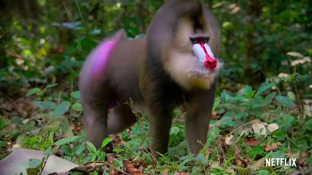 Life in Color with David Attenborough - Official Trailer Netflix ...