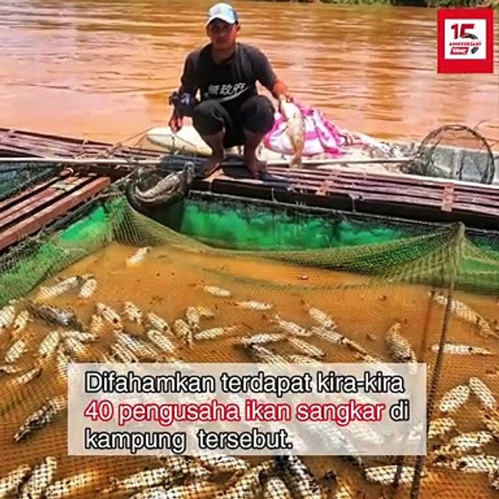 Apa punca ribuan ikan patin mati - Video Dailymotion