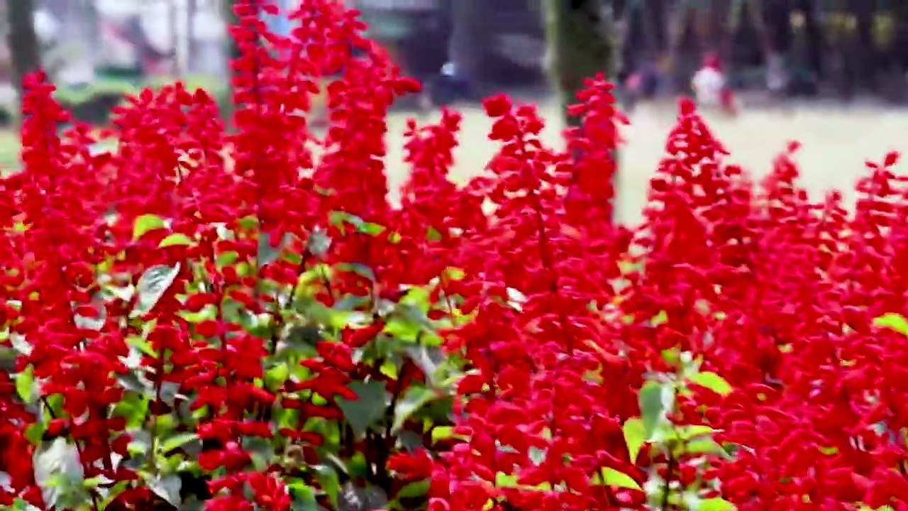 Blooming Flowers - video Dailymotion