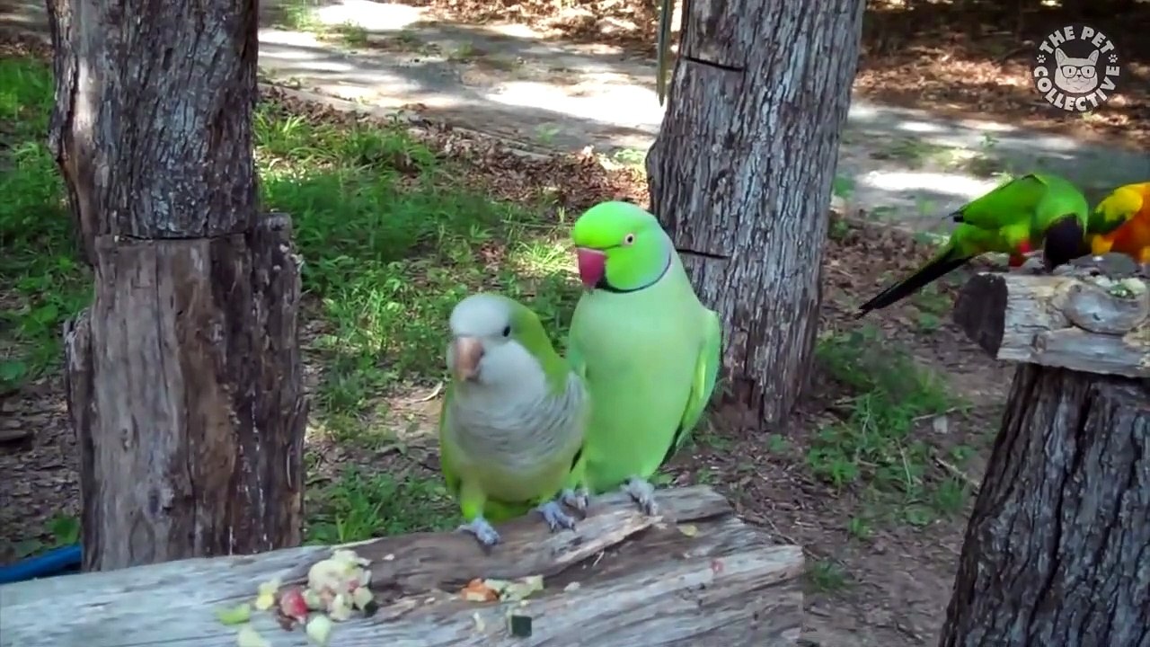 Flirty Birds | Funny Bird Video Compilation 2017 - video Dailymotion