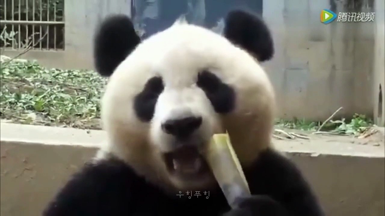 Have You Ever Seen Panda Asmr ? | Cute Panda Eating Bamboo Asmr - video ...