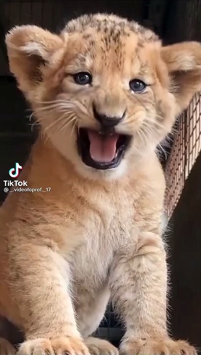 Cats mewing - video Dailymotion