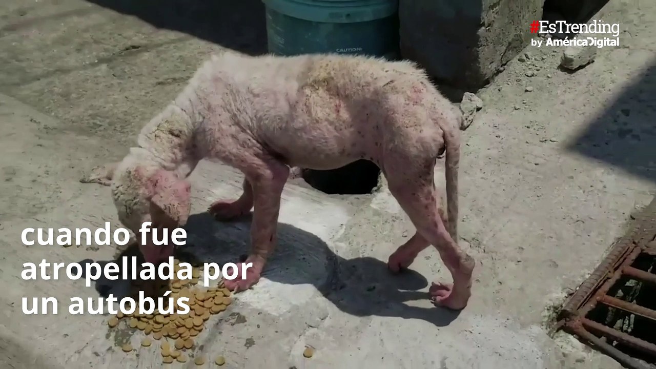 Sunday, la fea perrita callejera que logró recuperar su belleza canina ...