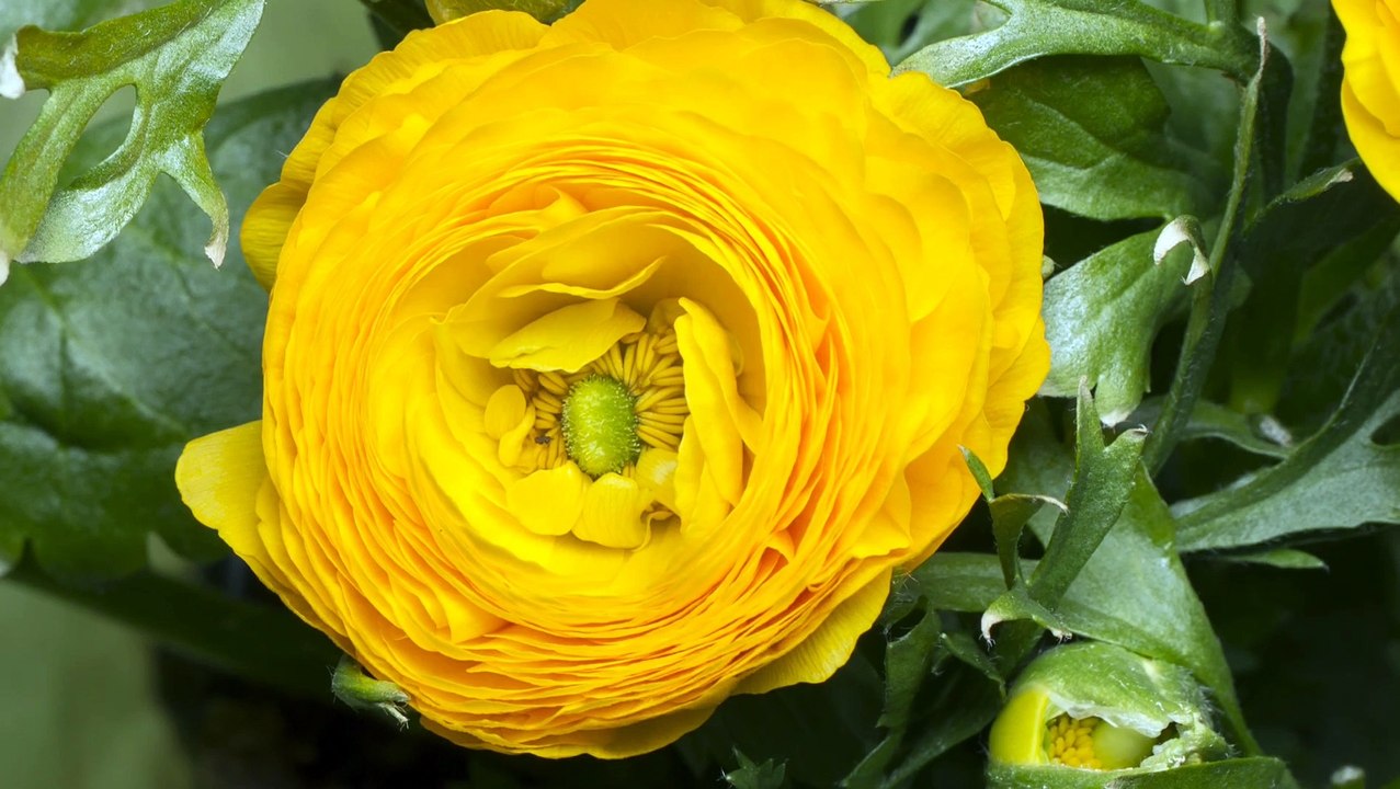 Flower - video Dailymotion