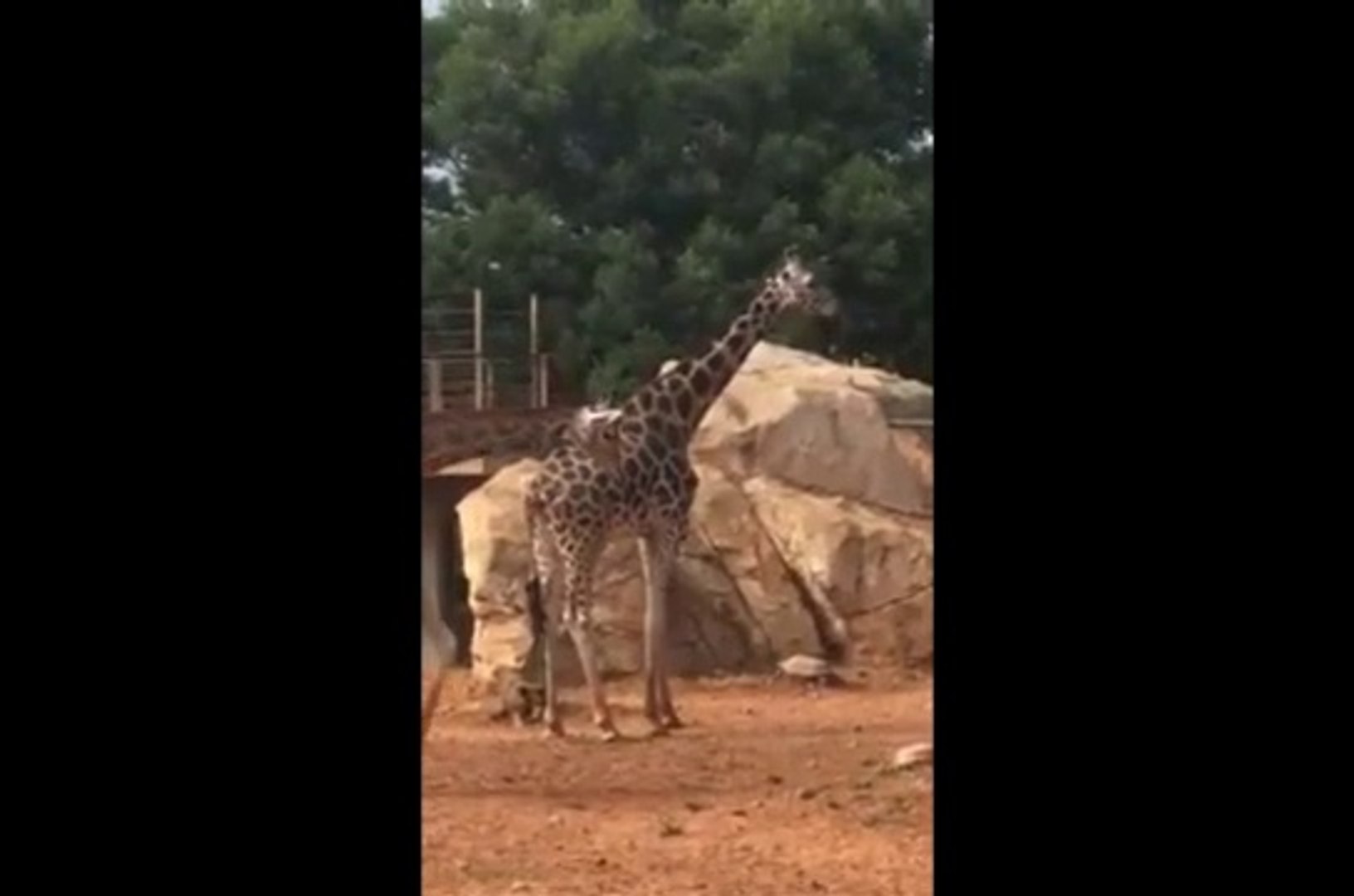 Giraffe Mating Gif