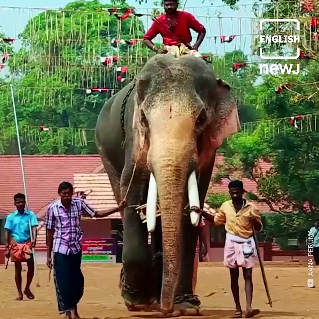 Tallest Elephant In The World World Elephant Day 2021: 5 Famous