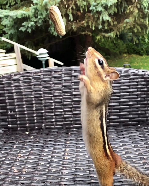 Adorable Chipmunks Jump To Grab Peanut – Видео Dailymotion