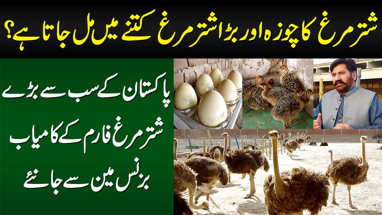 Ostrich Farm in Pakistan - Shutar Murgh Ka Anda 2kg ka hota ha | Shutar ...