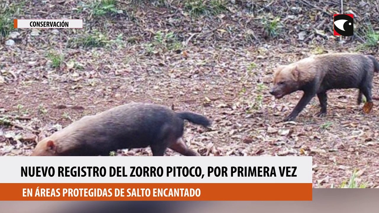 Conservación: nuevo registro del zorro pitoco, por primera vez en áreas ...