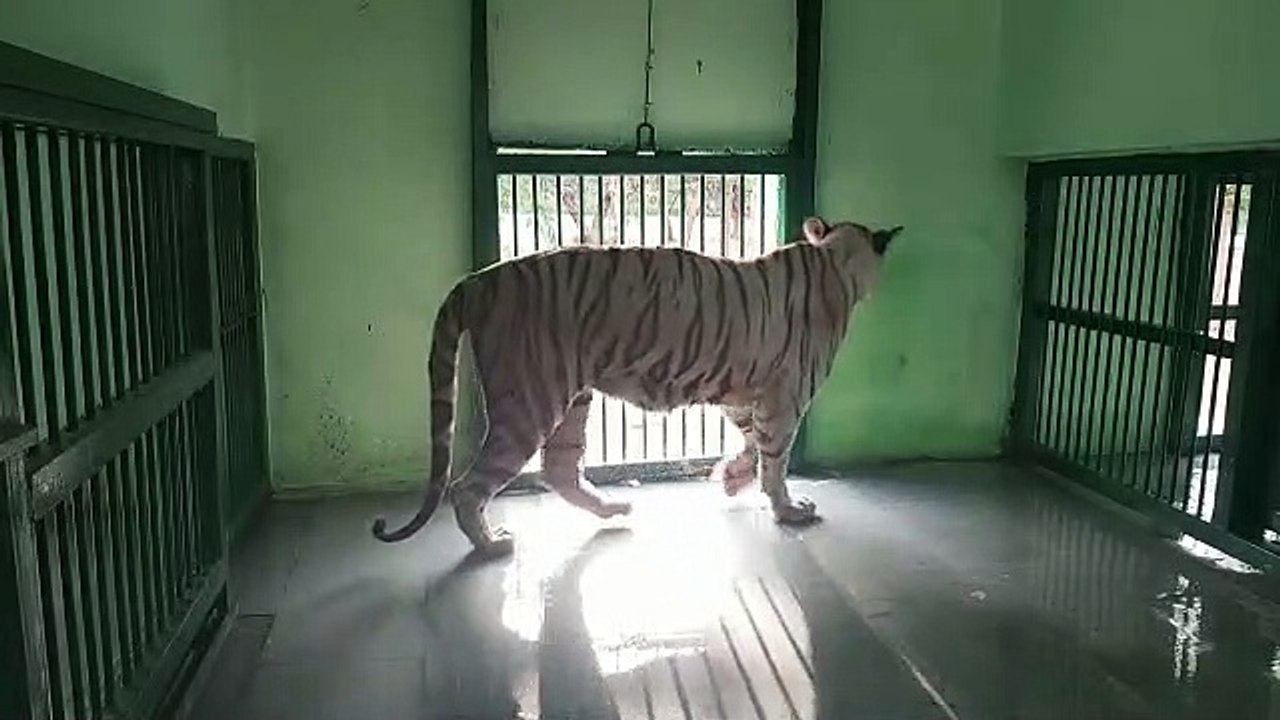 इंदौर 7 साल बाद कमला नेहरू प्राणी संग्रहालय में नजर आएगा सफेद बाघ 0955