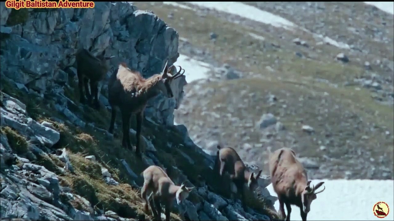 best eagle attacks | eagle attacks mountain goats | eagle attacks fox ...