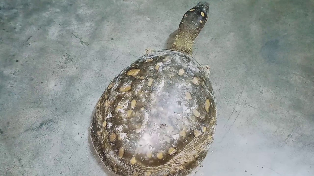 How To Make Tortoise Meat Recipes - video Dailymotion