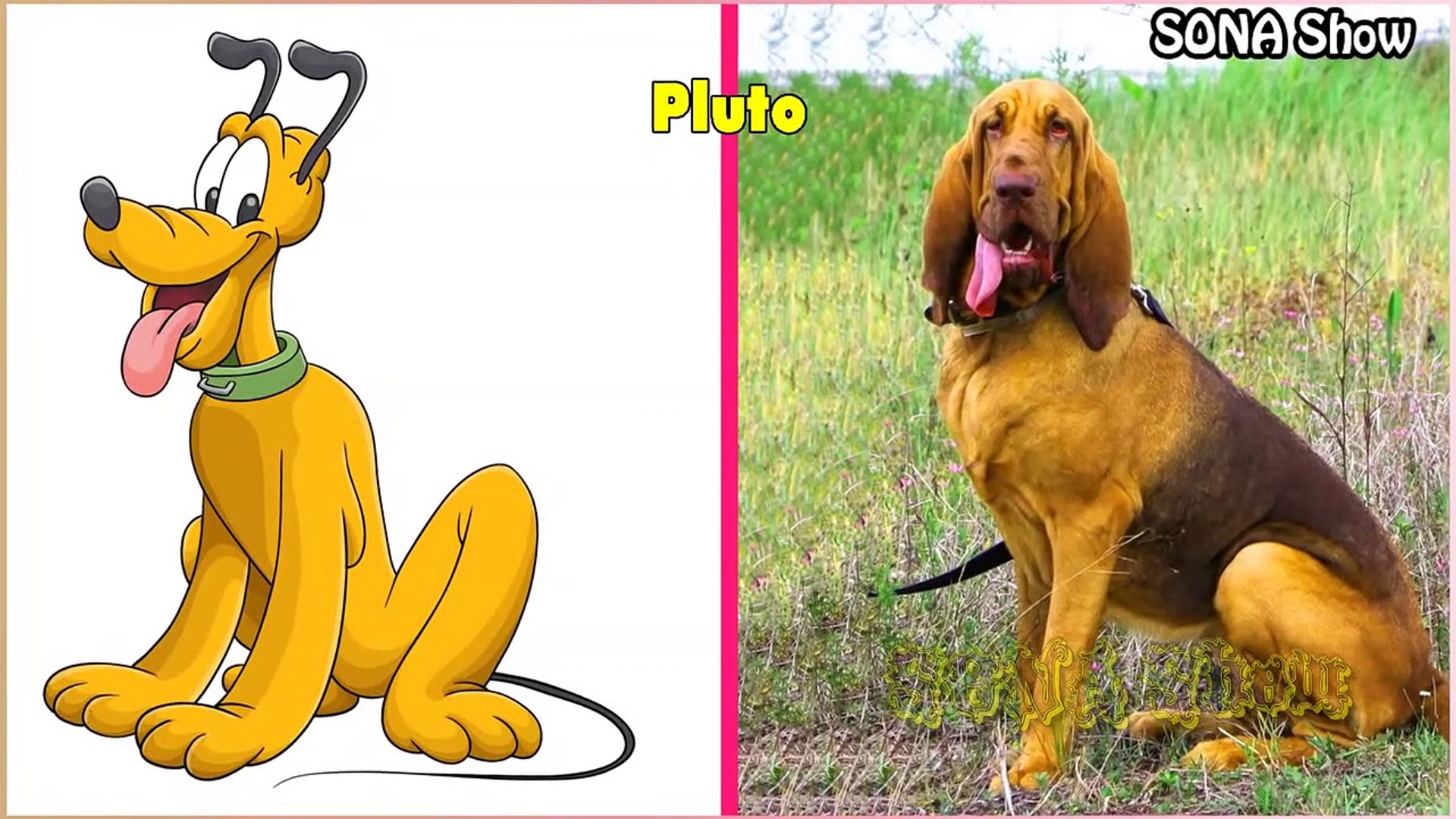 Top 156 + Dog cartoon shows - Delhiteluguacademy.com