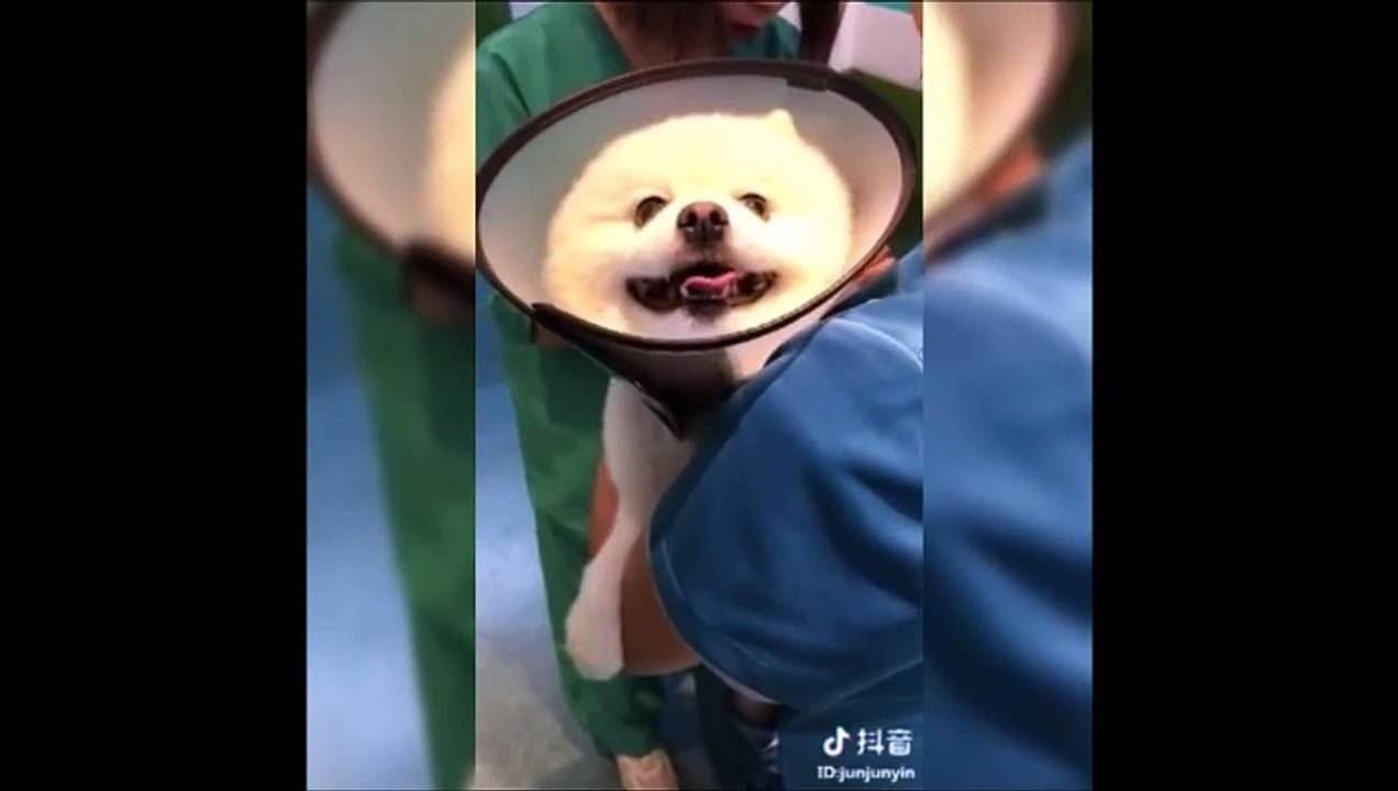 Funny Dog Injection videos Dog Injection Funny Compilation - Video ...