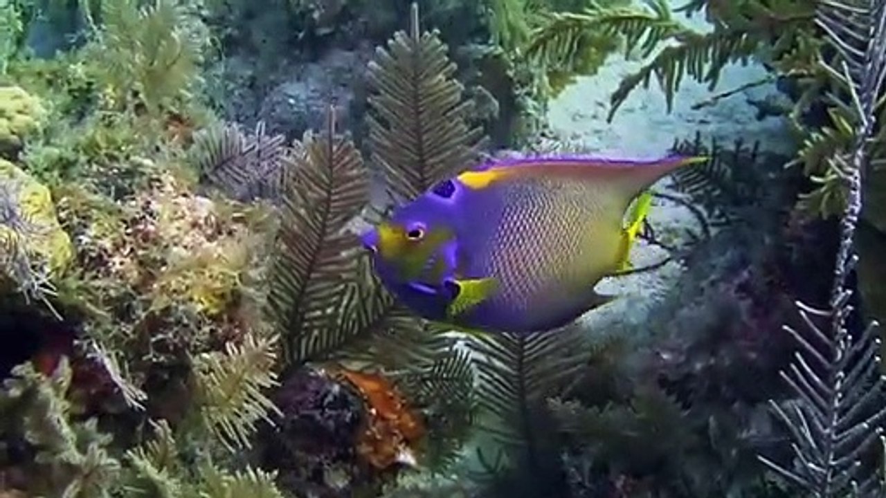 The Dark Hobby Documentary Movie (2021) - video Dailymotion