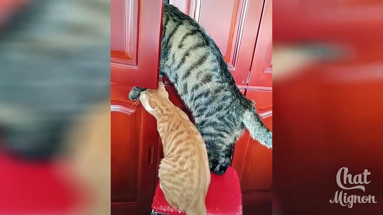 Chat Mignon Chat Drôle Vidéo De Chat À Mourir De Rire - Vidéo Dailymotion