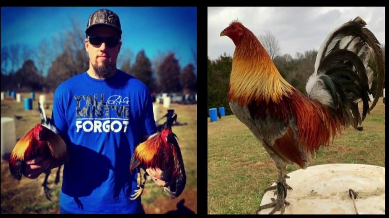 Nice View Turner Farm - Cecil Davis Kelso Hatch Mclean - Video Dailymotion