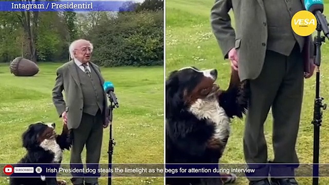 Irish President dog steals the limelight as he begs for attention ...