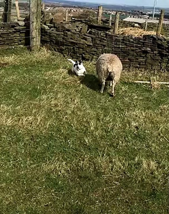 Barry the Sheep Playing Chase with Roy the Dog - video Dailymotion