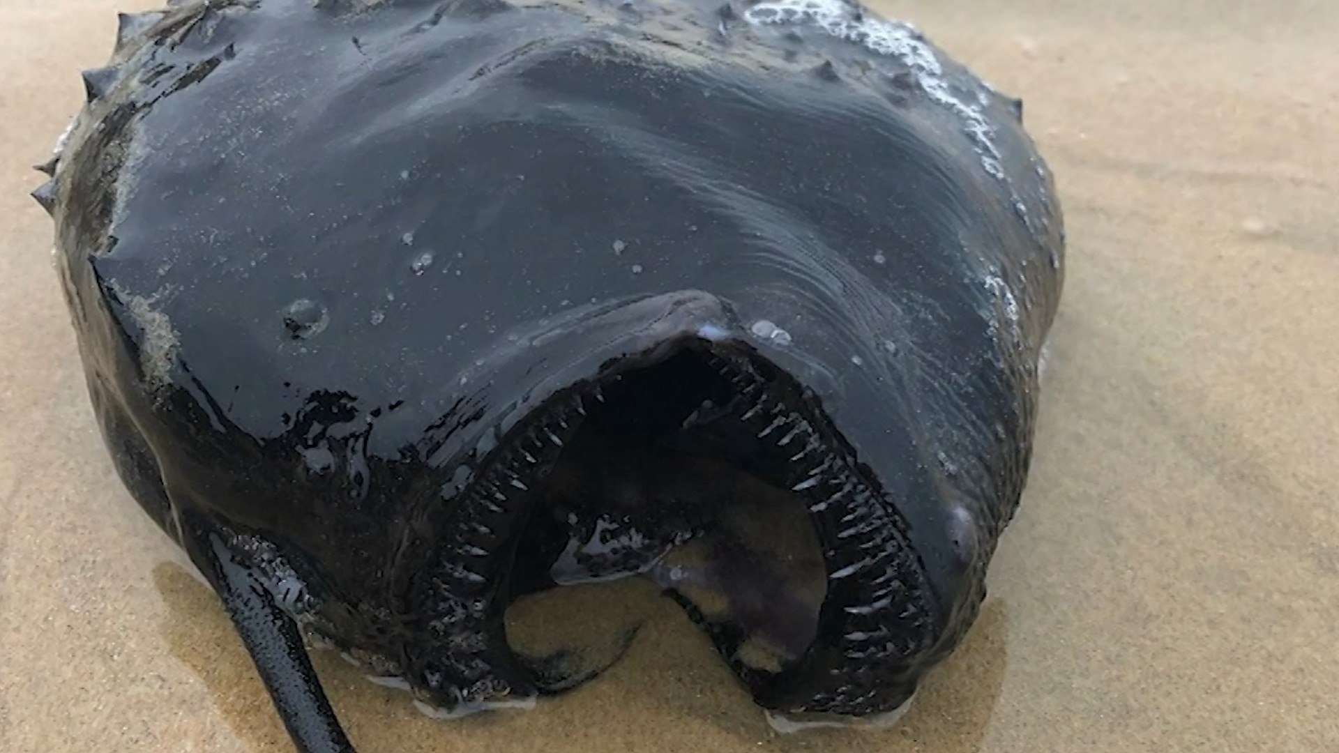 Poisson Des Abysses Sous Marins Animaux Marins : 6 Créatures
