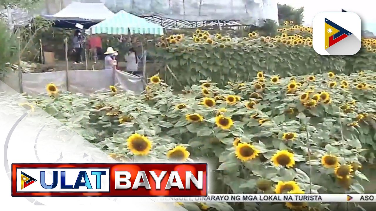 8-K sunflower farm, bagong atraksyon sa La Trinidad, Benguet; swak ...